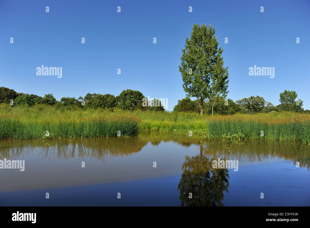 Marsh in Wisconsin with calm waters during sunny day Stock Photo - Alamy