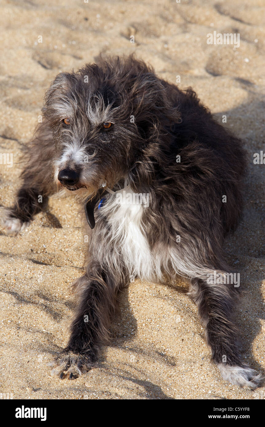 Deerhound cross hi-res stock photography and images - Alamy
