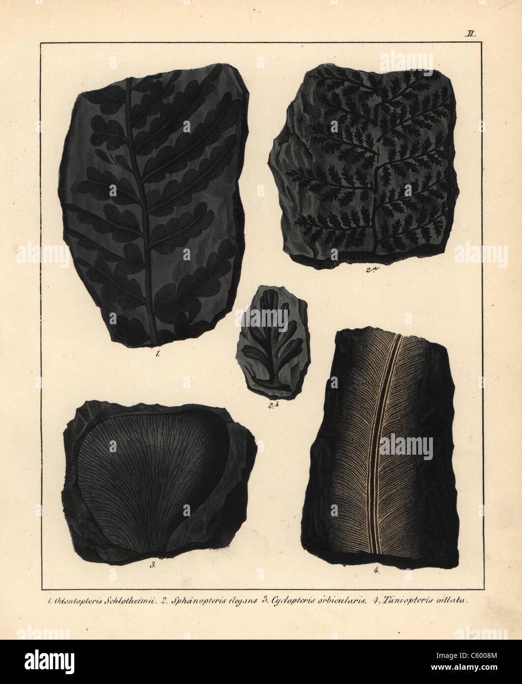 Fossil ferns hi-res stock photography and images - Alamy