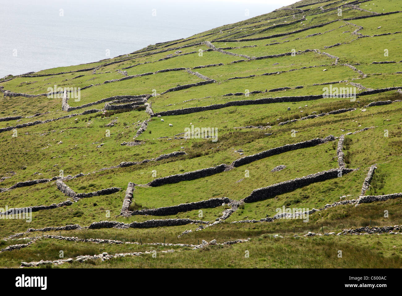 drystone wall enclosures in 18th century field system, Kerry, Ireland ...