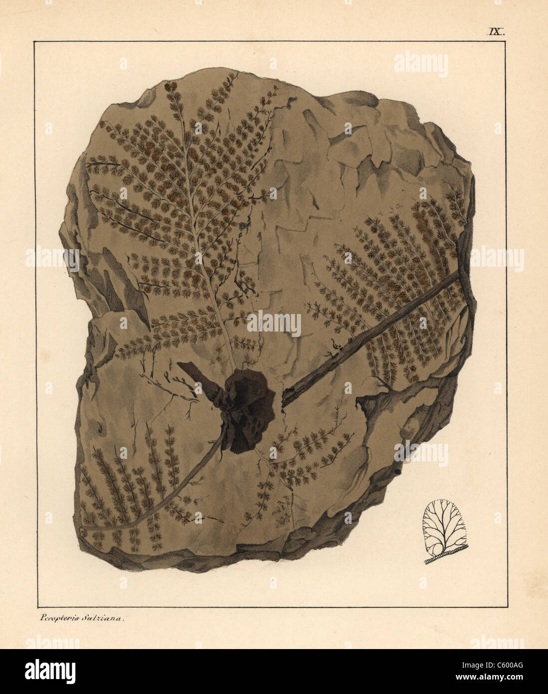 Fossil fern pecopteris hi-res stock photography and images - Alamy