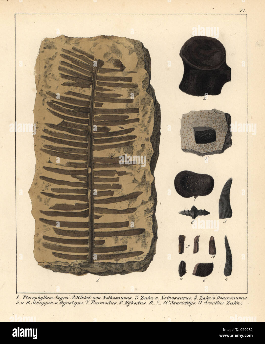 Fossil fish scales hi-res stock photography and images - Alamy