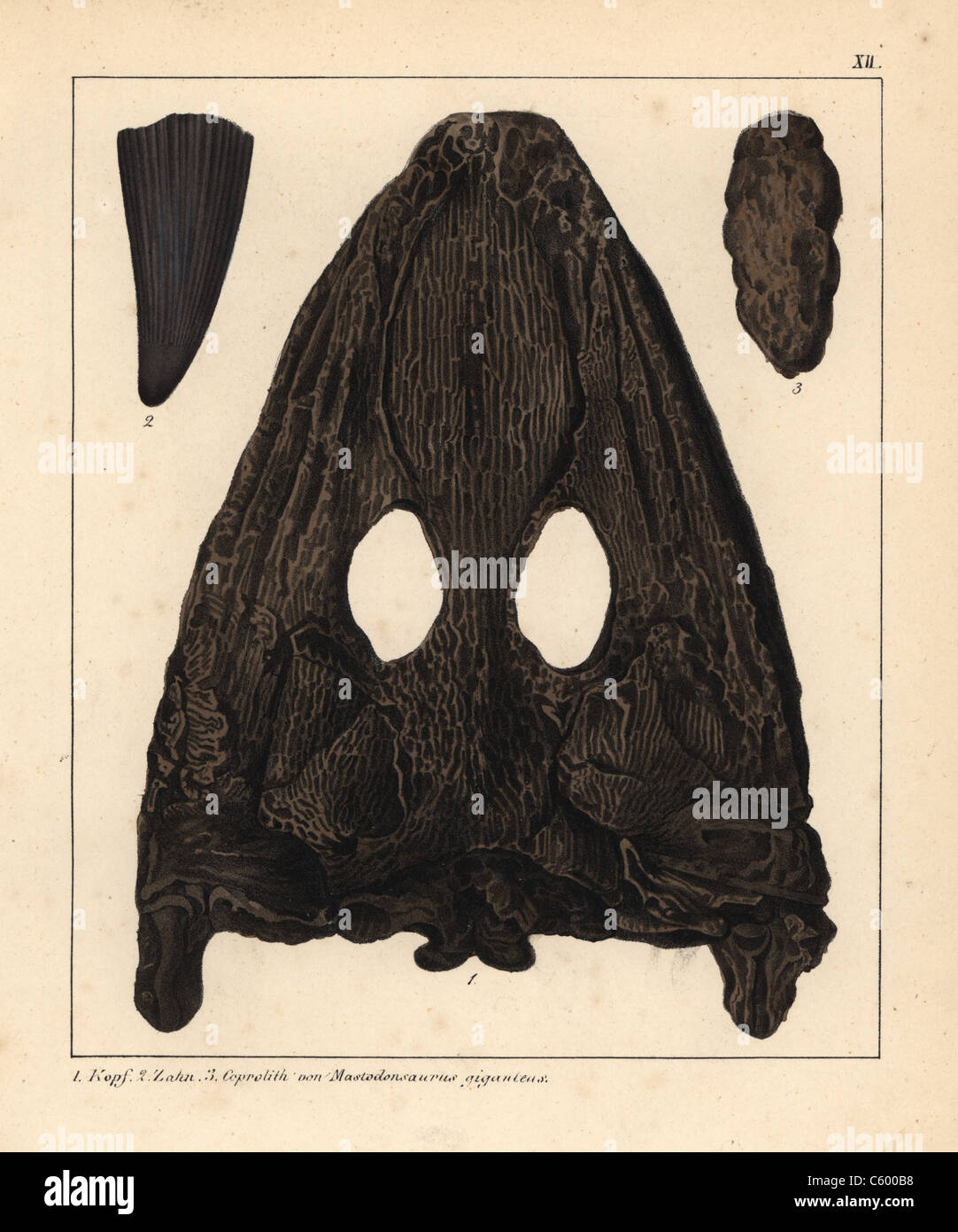 Fossil head, tooth and dung (coprolith) of the Mastodonsaurus Stock ...