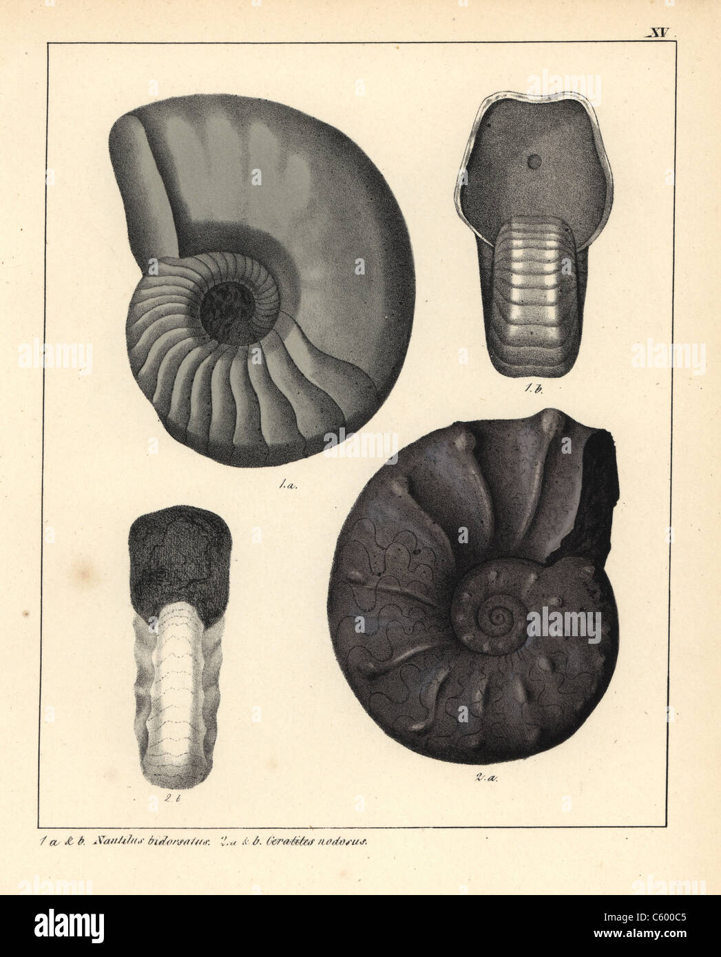 Cephalopods fossils hi-res stock photography and images - Alamy