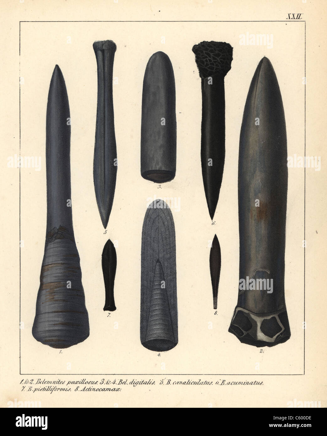 Fossils of extinct marine cephalopods Stock Photo - Alamy