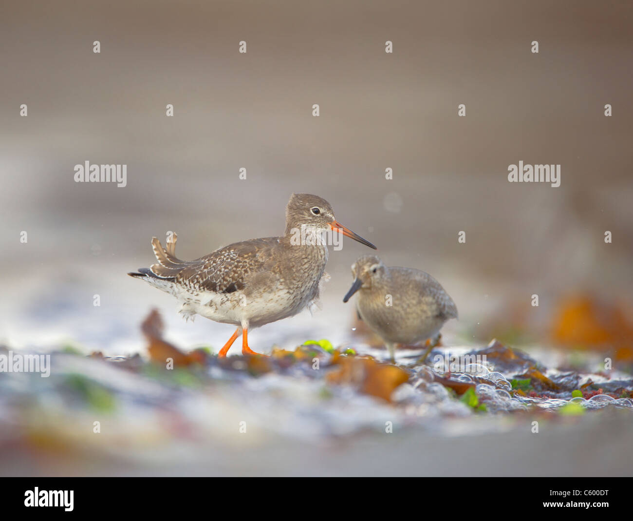 Redhank hi-res stock photography and images - Alamy