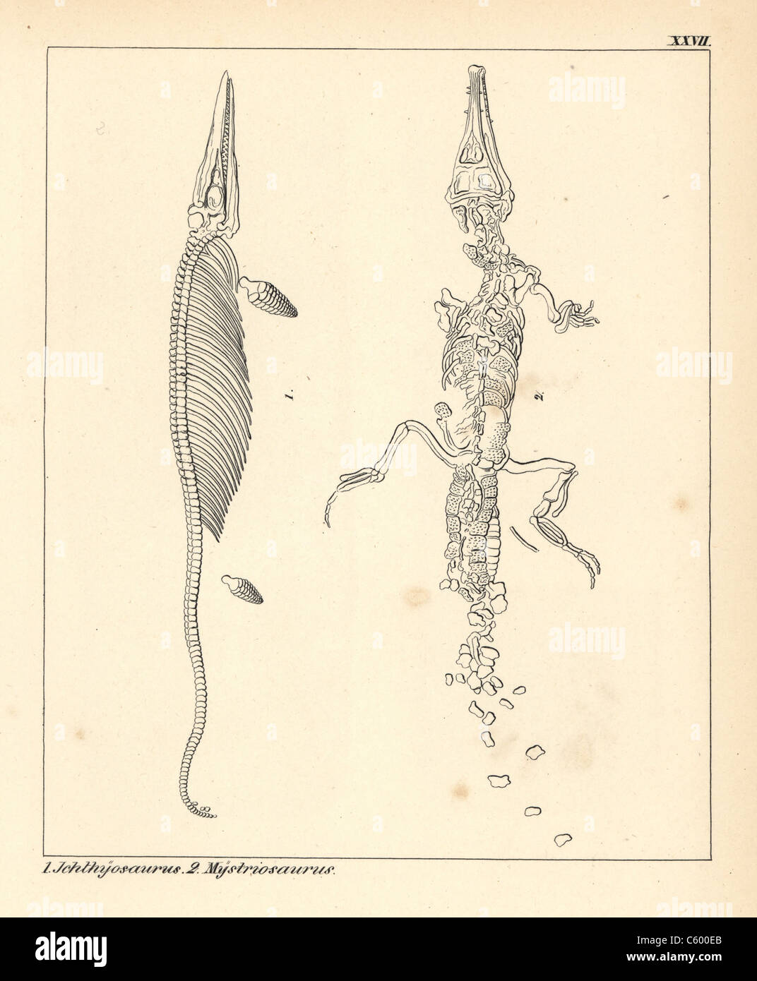 Dinosaur ichthyosaurus hi-res stock photography and images - Alamy