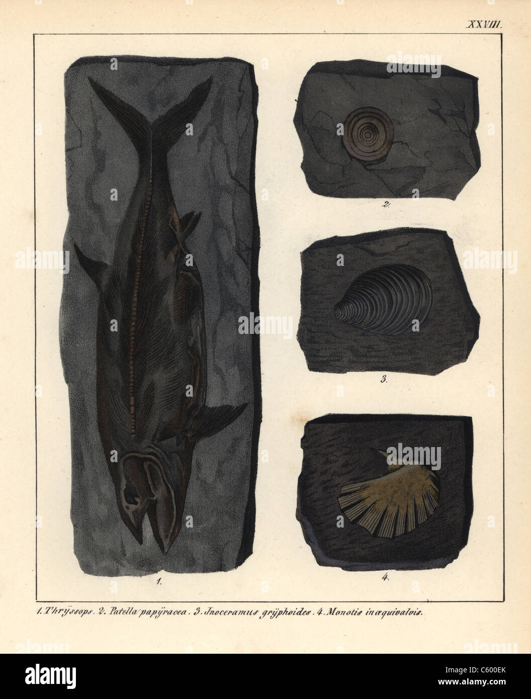 Fossil fish hi-res stock photography and images - Alamy