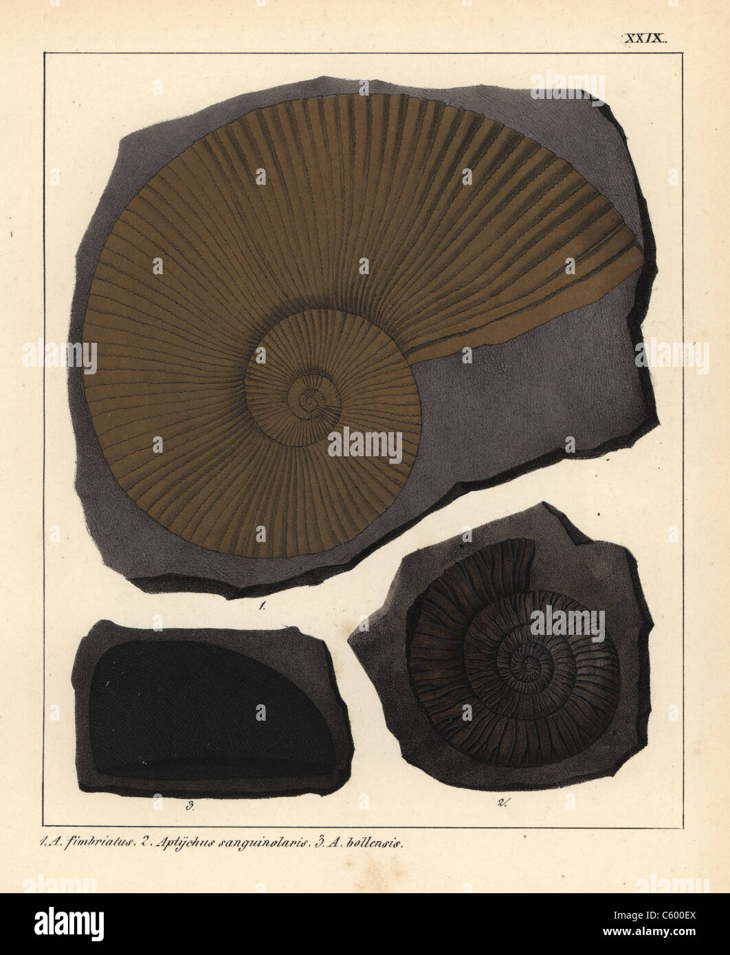 Extinct fossil cephalopods Stock Photo - Alamy