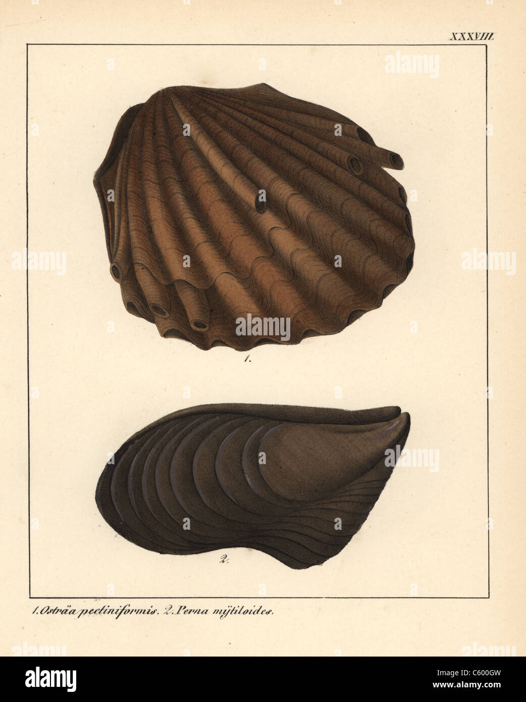 Extinct fossil oyster, Ostrea pectiniformis, and Perna mytiloides Stock ...