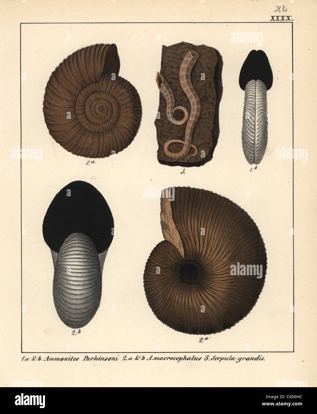 Gastropod fossil hi-res stock photography and images - Alamy