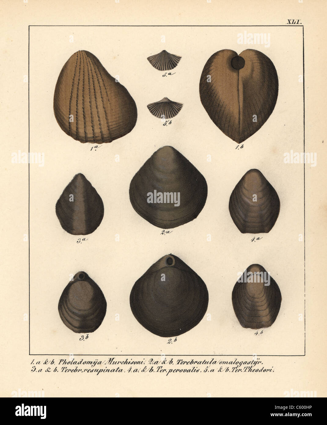 Fossils of extinct bivalve mollusks Stock Photo - Alamy