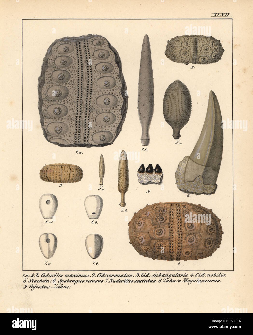 Extinct fossil urchins, Megalosaurus and Gyrodus teeth Stock Photo - Alamy