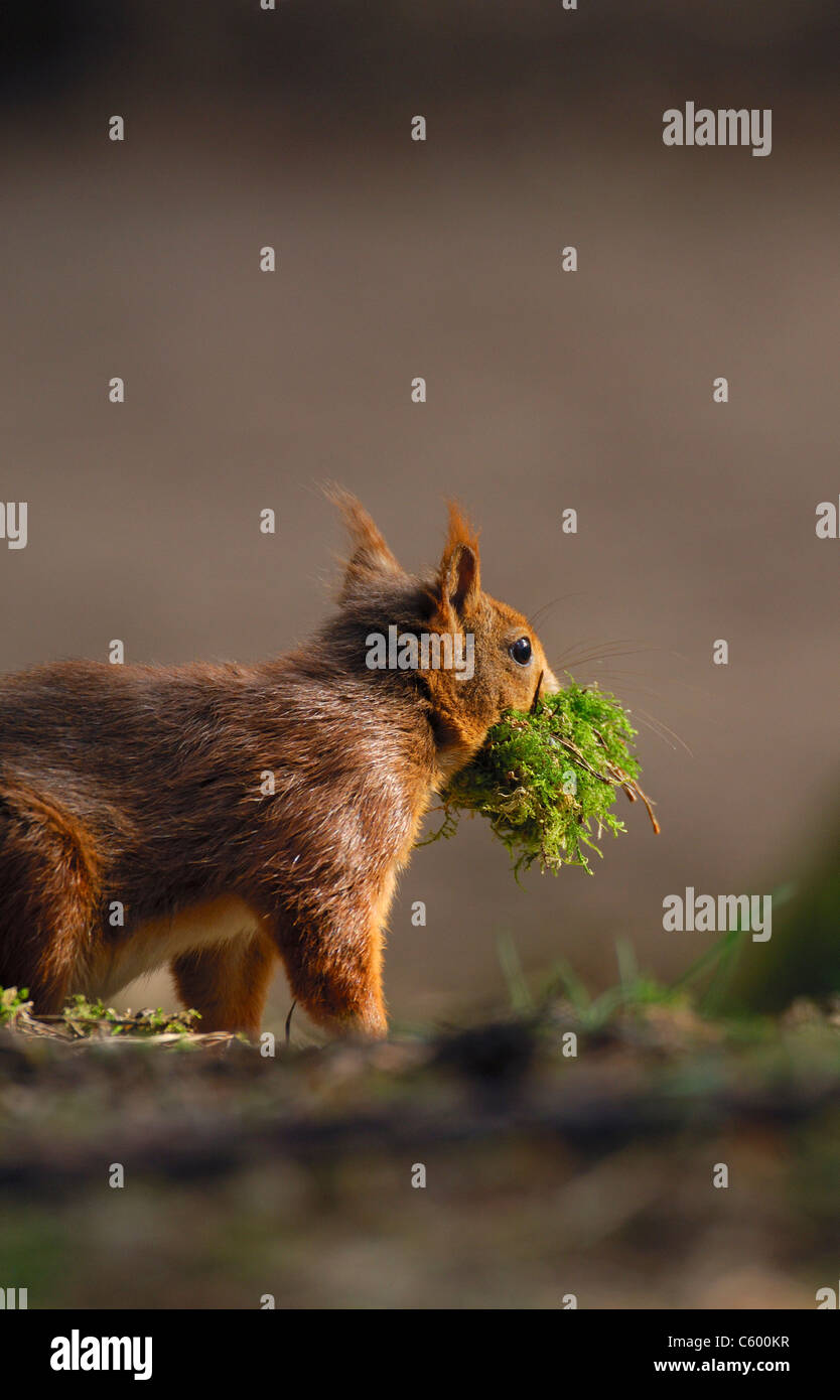Drey color hi-res stock photography and images - Alamy