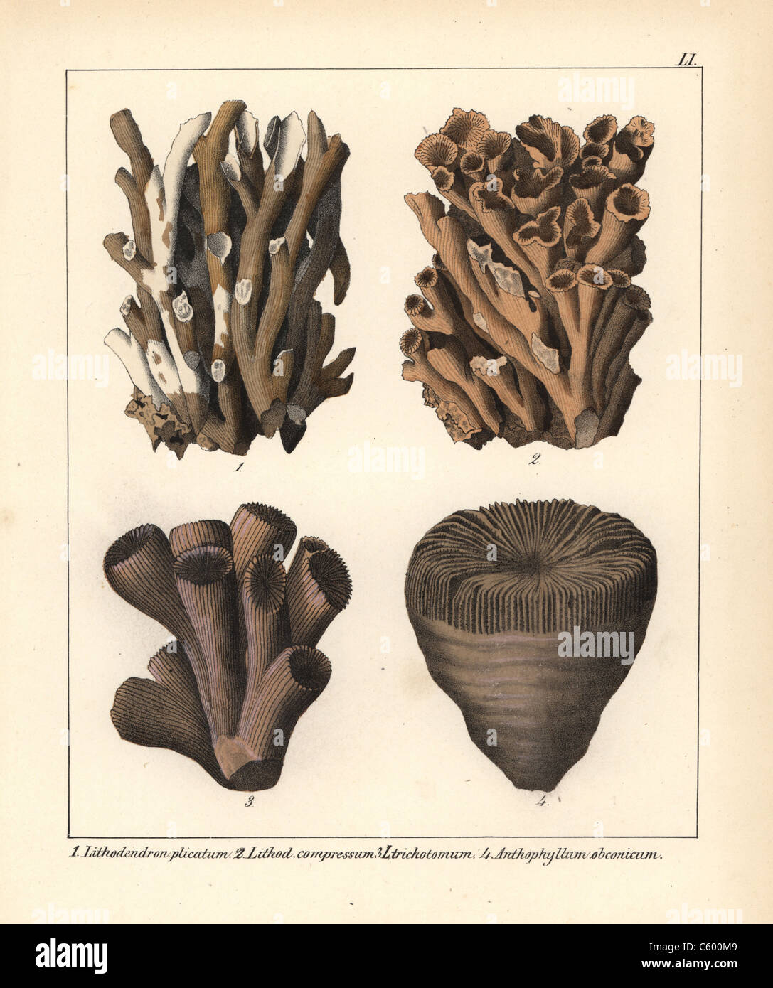 Fossils of extinct stony corals Stock Photo - Alamy