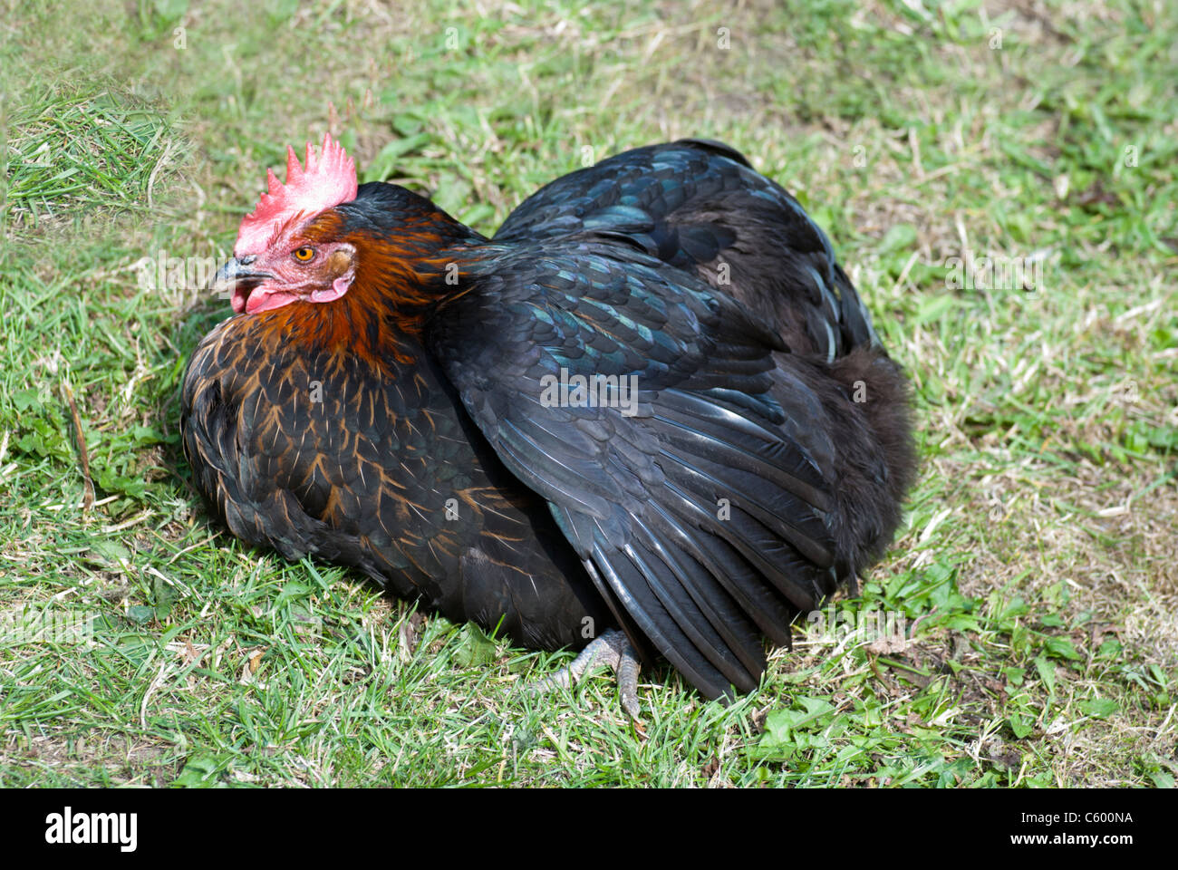 Chicken sweating hi-res stock photography and images - Alamy