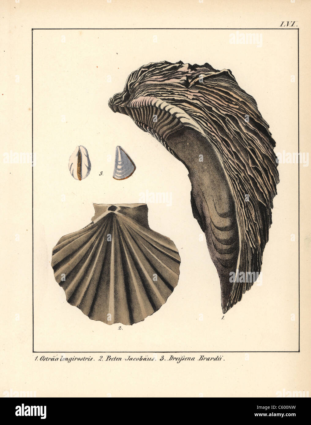 Fossil of extinct oyster and mussel Stock Photo - Alamy