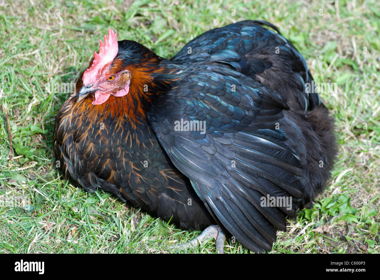 Chicken sweating hi-res stock photography and images - Alamy