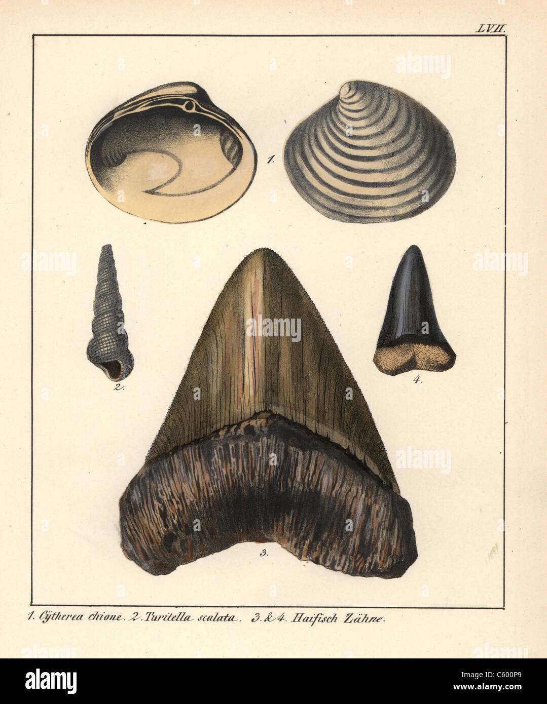 Fossil smooth clam Cytheria chione, sea snail Turitella scalata and ...