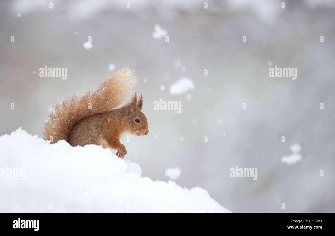 Red squirrel Sciurus vulgaris An adult in profile among wind blown snow ...