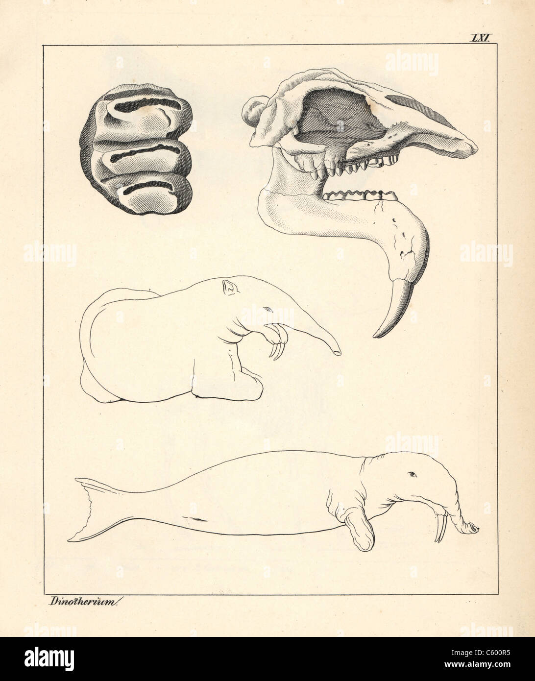 Deinotherium skull hi-res stock photography and images - Alamy