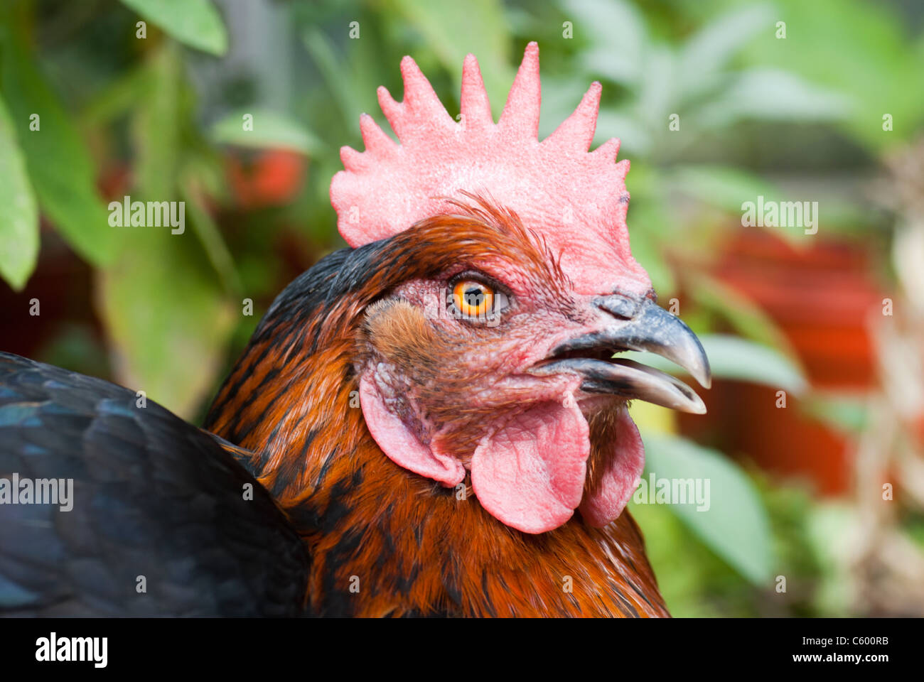 Chicken sweating hi-res stock photography and images - Alamy