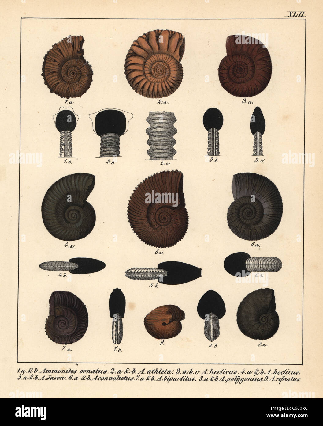 Ammonites hi-res stock photography and images - Alamy