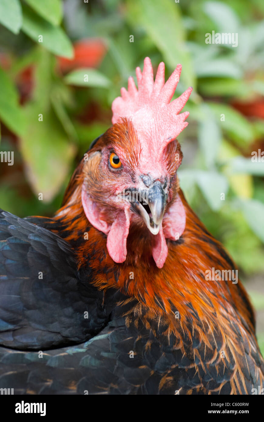 Chicken sweating hi-res stock photography and images - Alamy