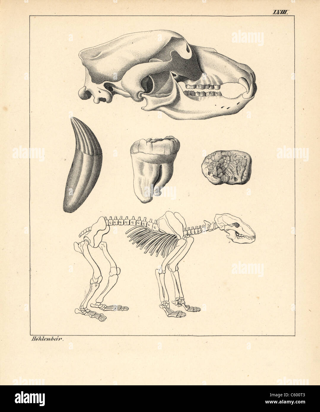 Cave bear extinct fossil skull hi-res stock photography and images - Alamy
