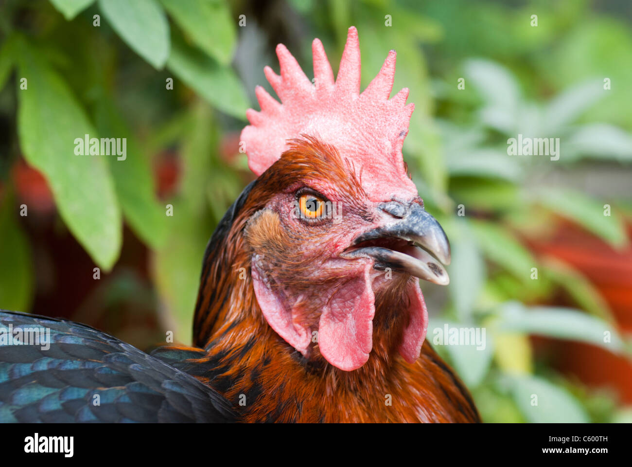 Chicken sweating hi-res stock photography and images - Alamy