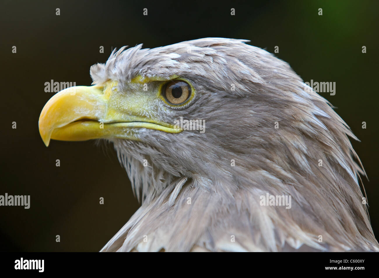 Eagle feather cutout hi-res stock photography and images - Alamy
