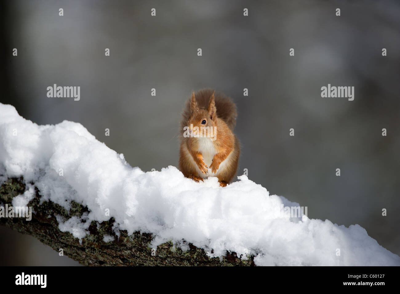 Red squirrel winter hi-res stock photography and images - Alamy