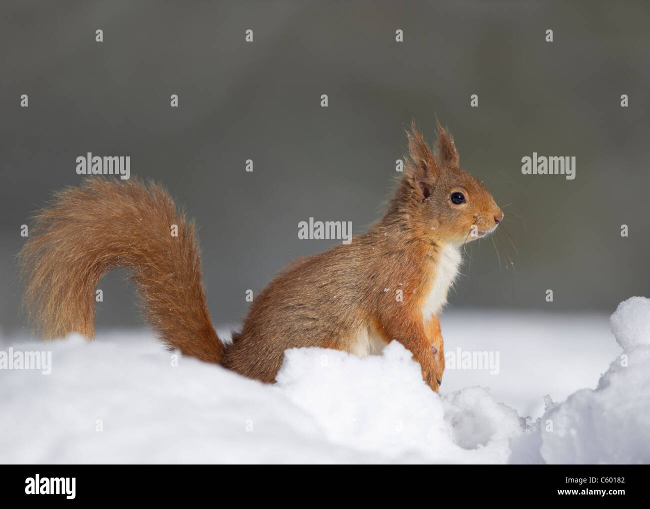 Grey squirrel profile hi-res stock photography and images - Alamy
