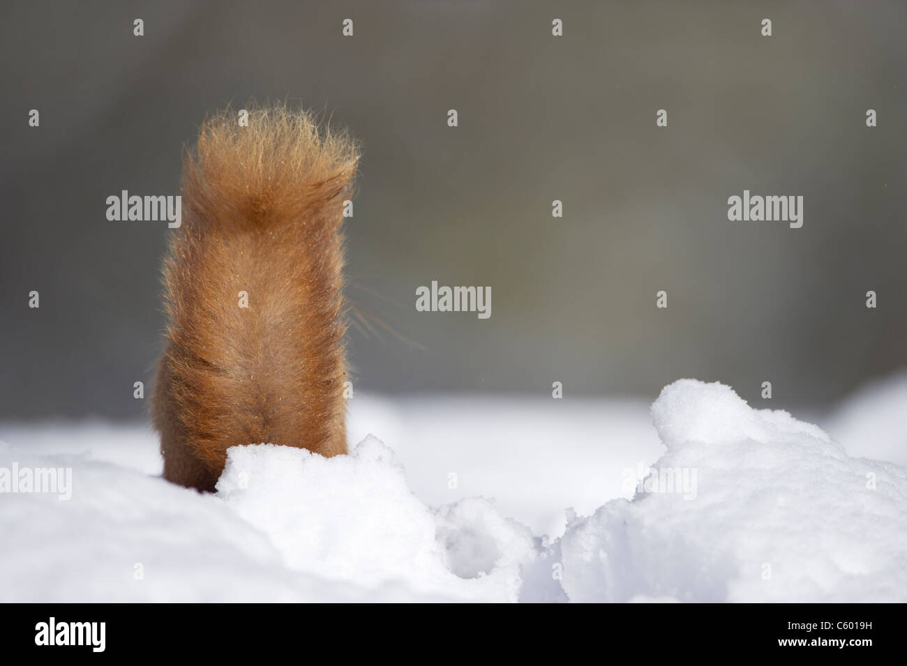 Red squirrel Sciurus vulgaris Rear view of a red squirrel foraging in ...