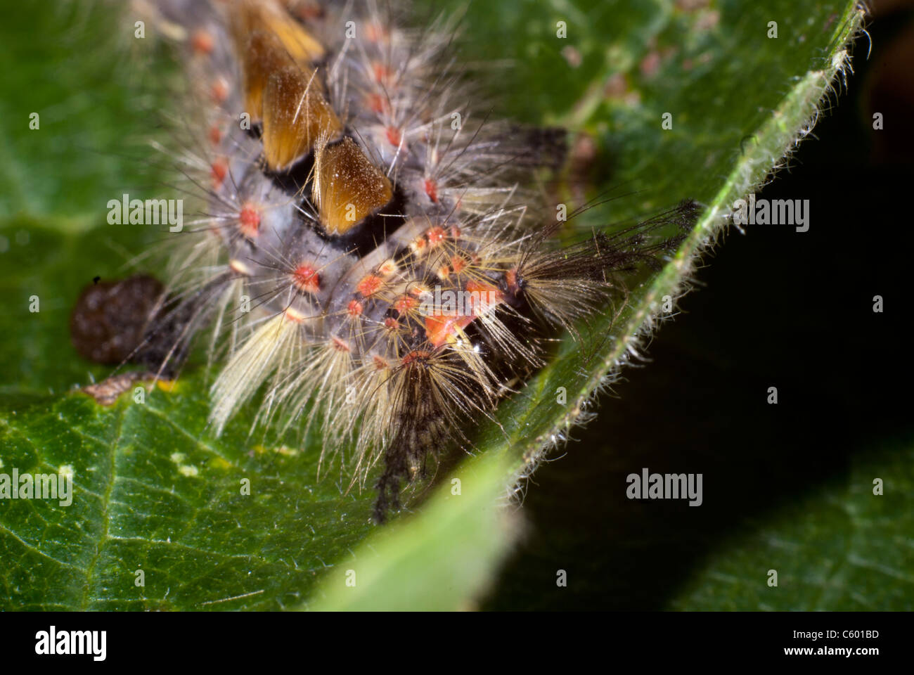 Orgyia antiqua larva hi-res stock photography and images - Alamy