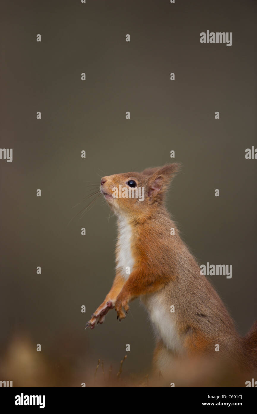 Red squirrel Sciurus vulgaris An adult standing on its hind legs in ...