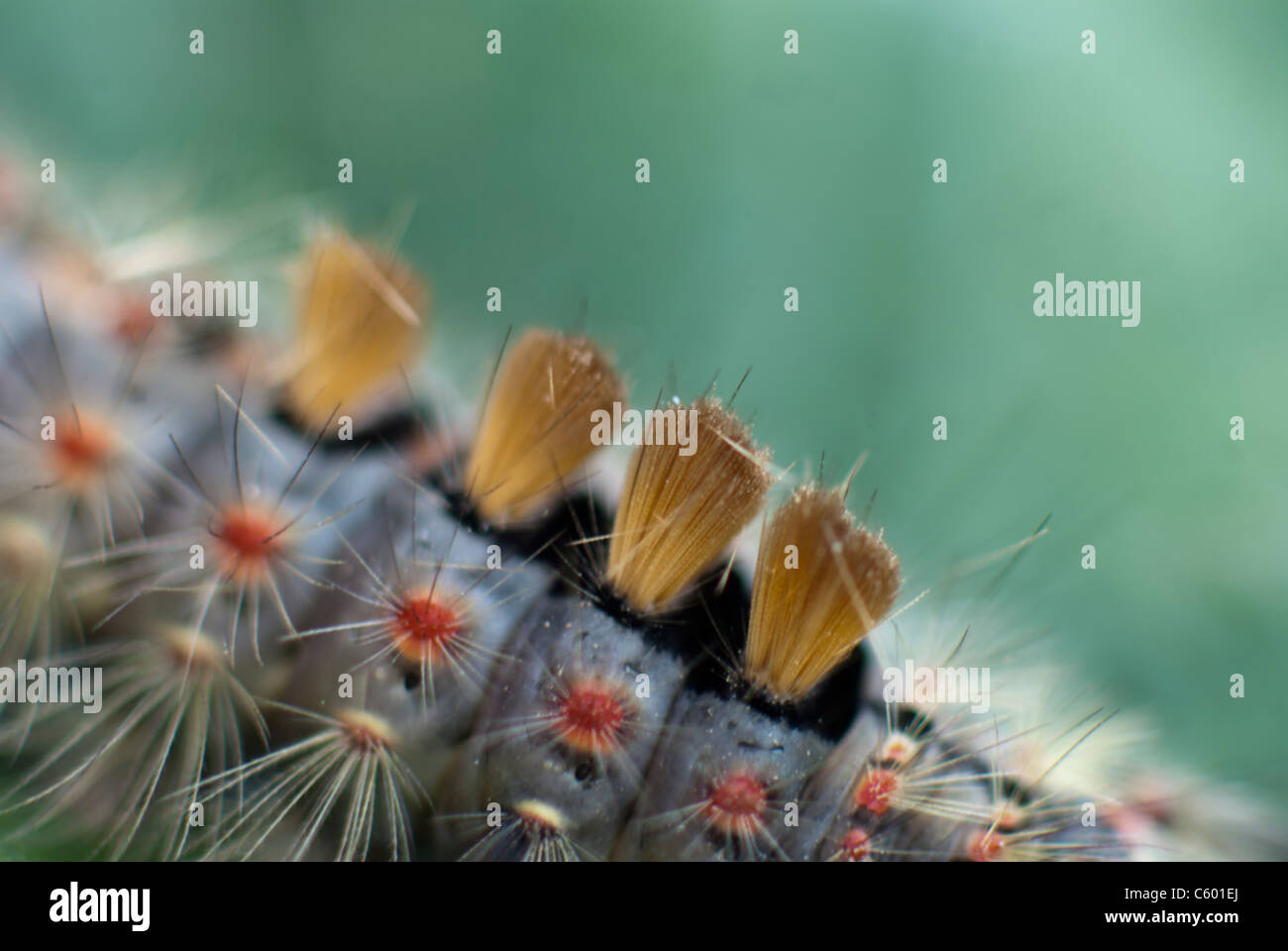 Orgyia antiqua larva hi-res stock photography and images - Alamy