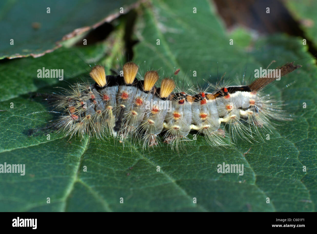 Vapourer moth orgyia antiqua larva hi-res stock photography and images ...