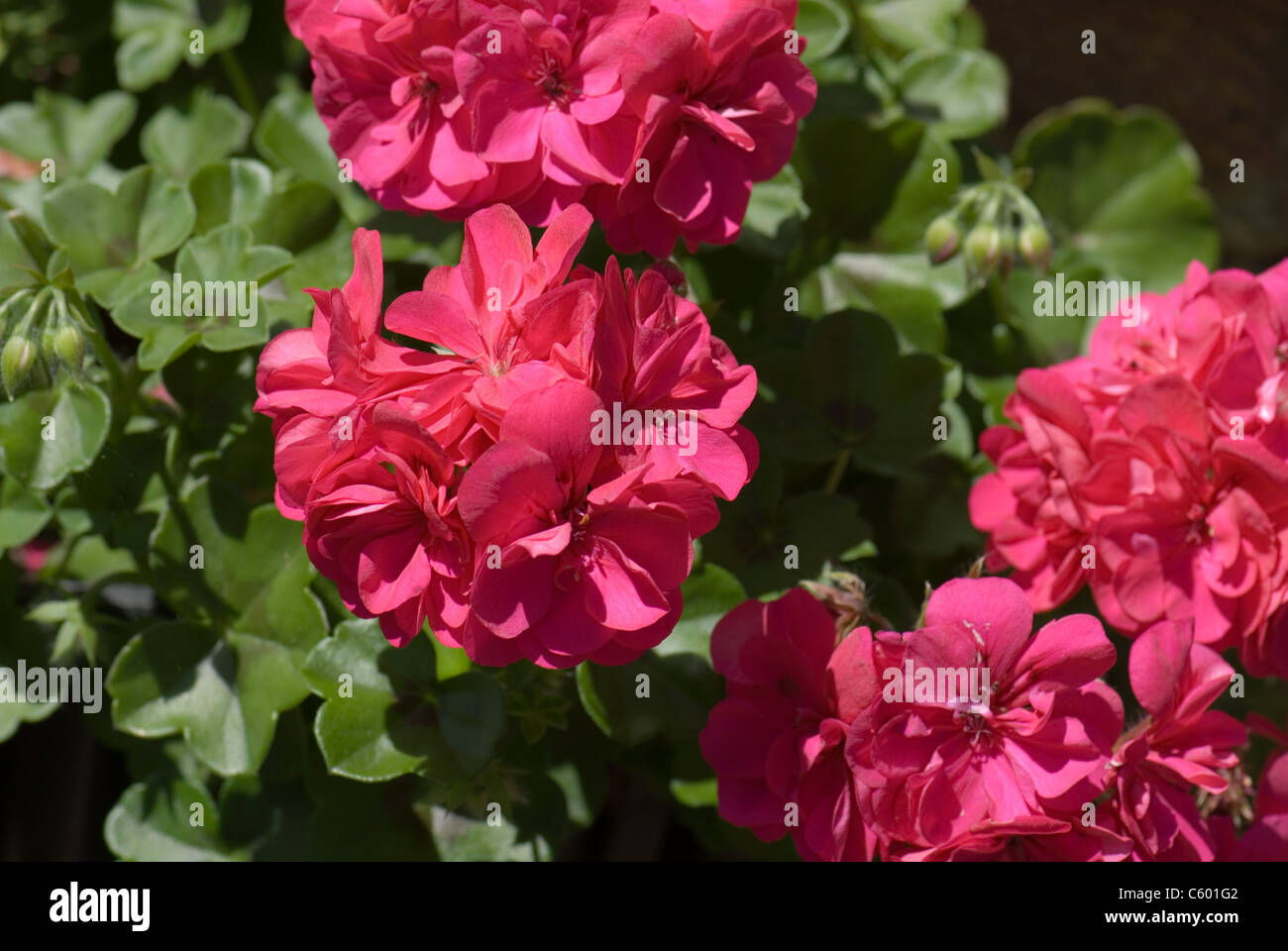 Double Hardy Geranium High Resolution Stock Photography and Images - Alamy
