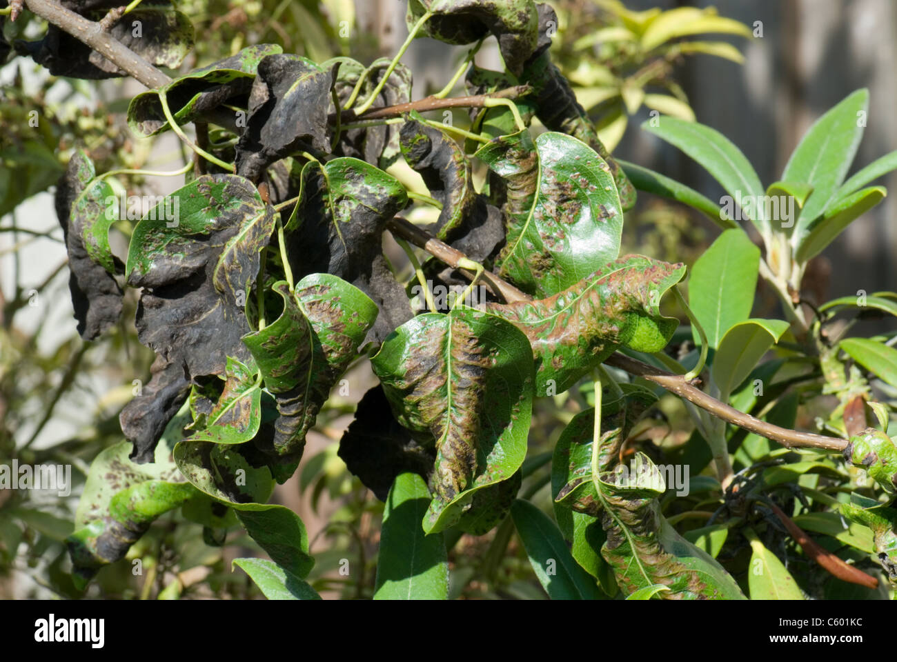 Pear blister mite, Eriophyes pyri Stock Photo - Alamy