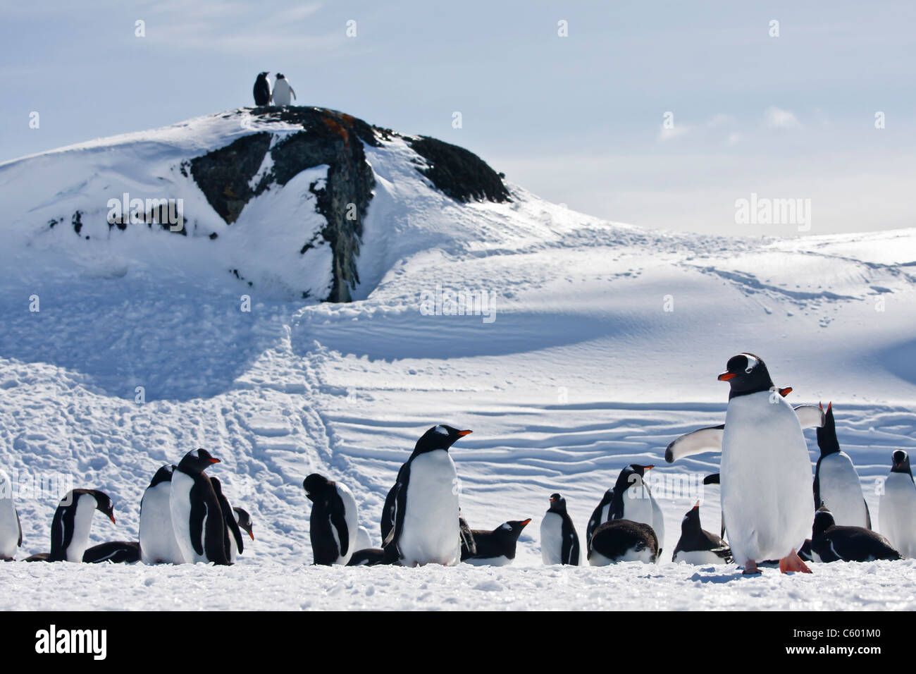 a large group of penguins having fun in the snowy hills of the ...