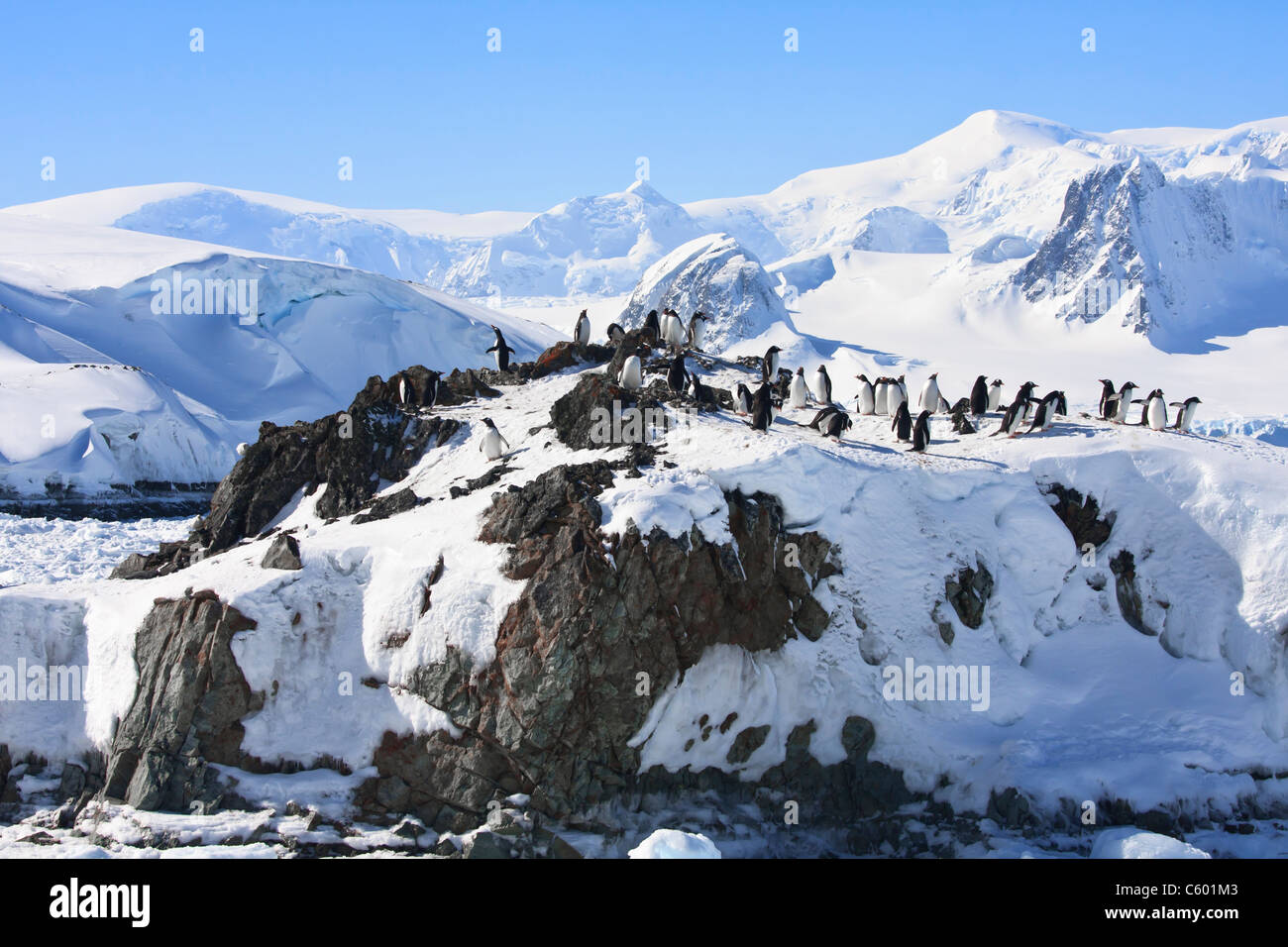 group of penguins having fun in the snowy hills of the Antarctic Stock ...