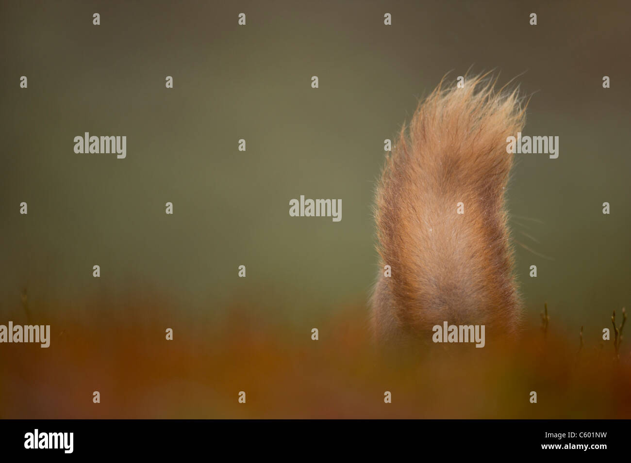 Rear profile hi-res stock photography and images - Alamy