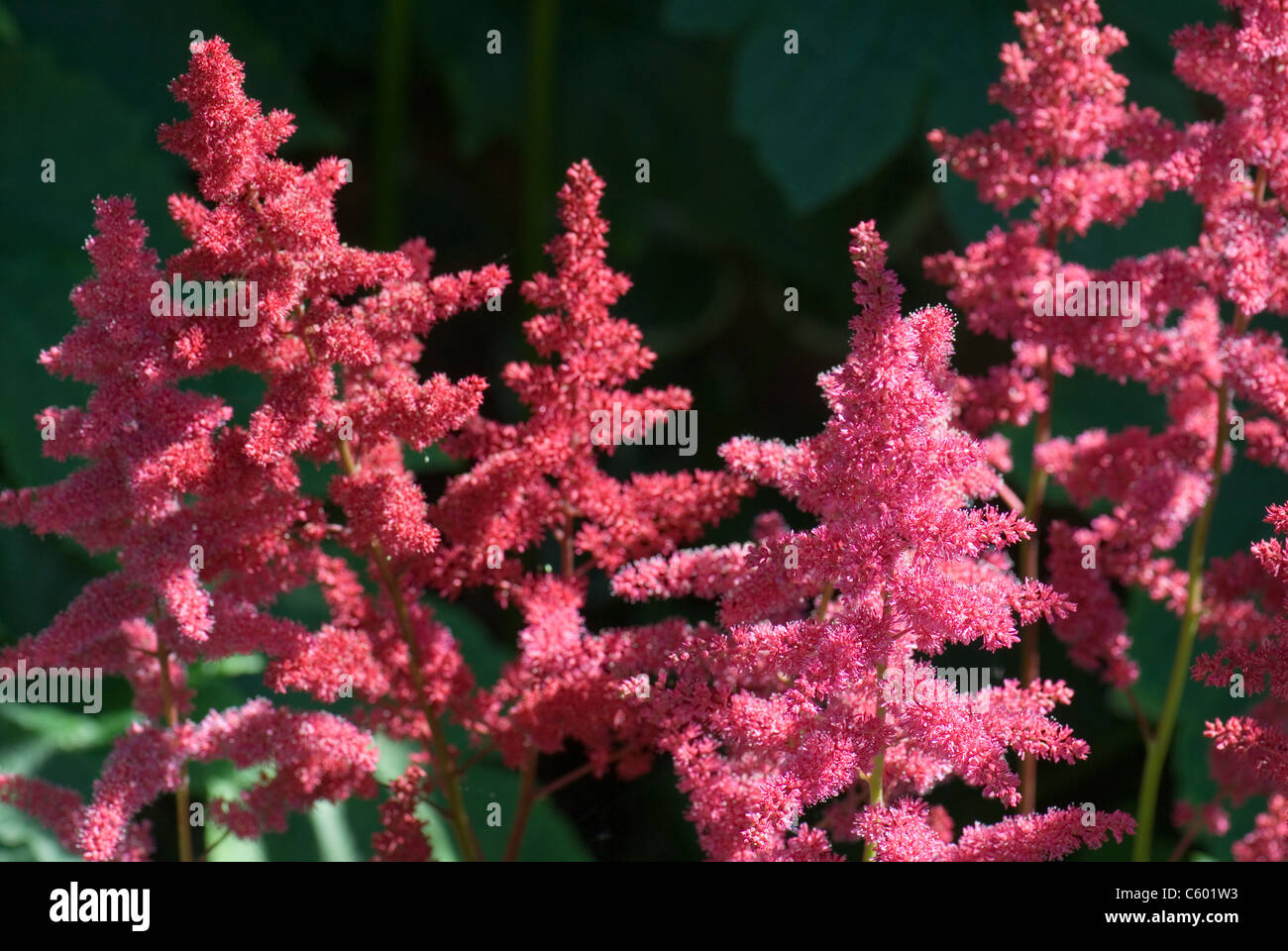 Pink astilbes hi-res stock photography and images - Alamy