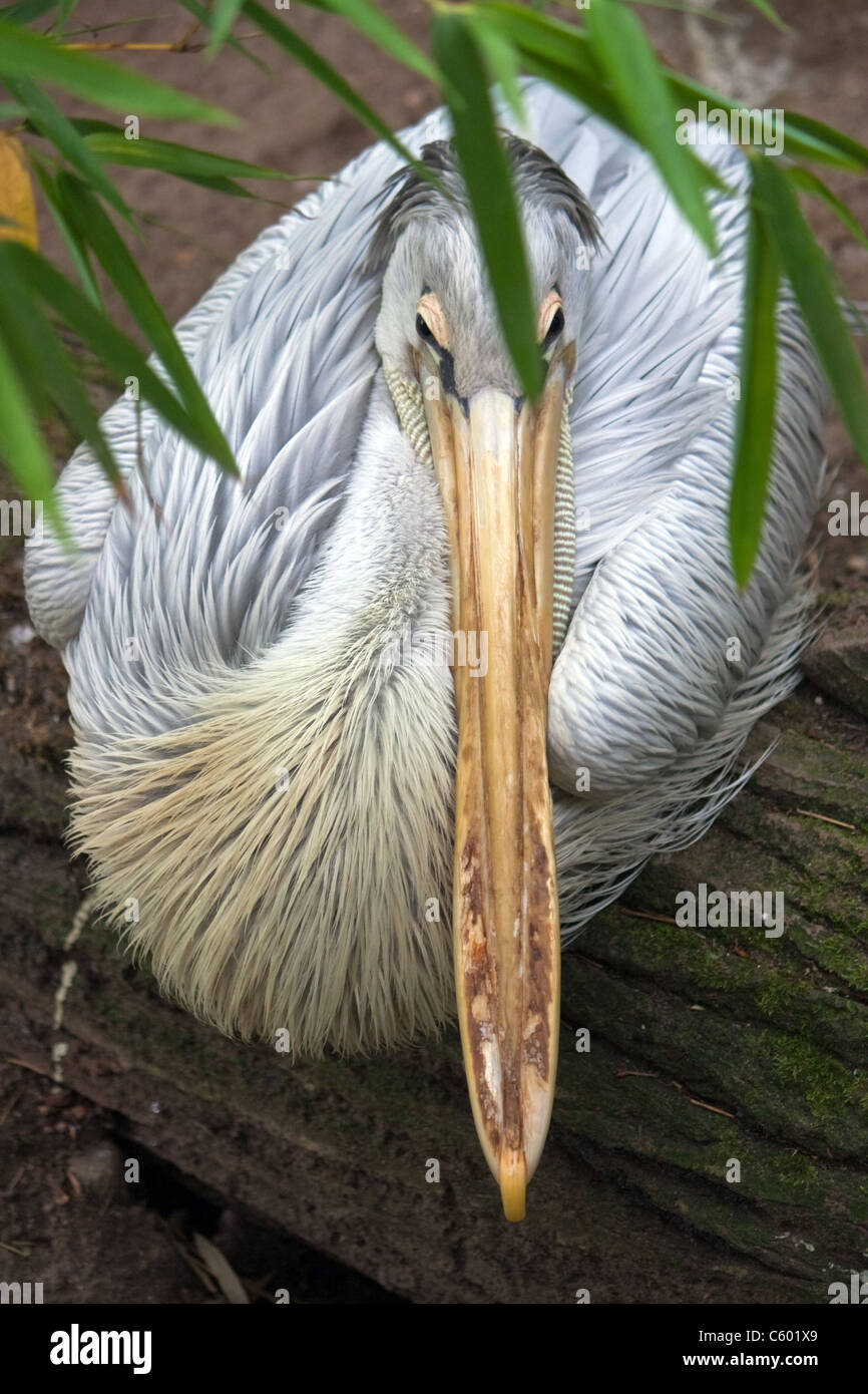 Pelican sitting on a log Stock Photo - Alamy