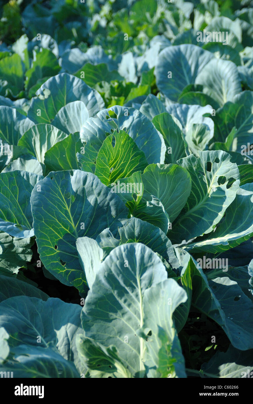 Wild cabbage brassica oleracea hi-res stock photography and images - Alamy
