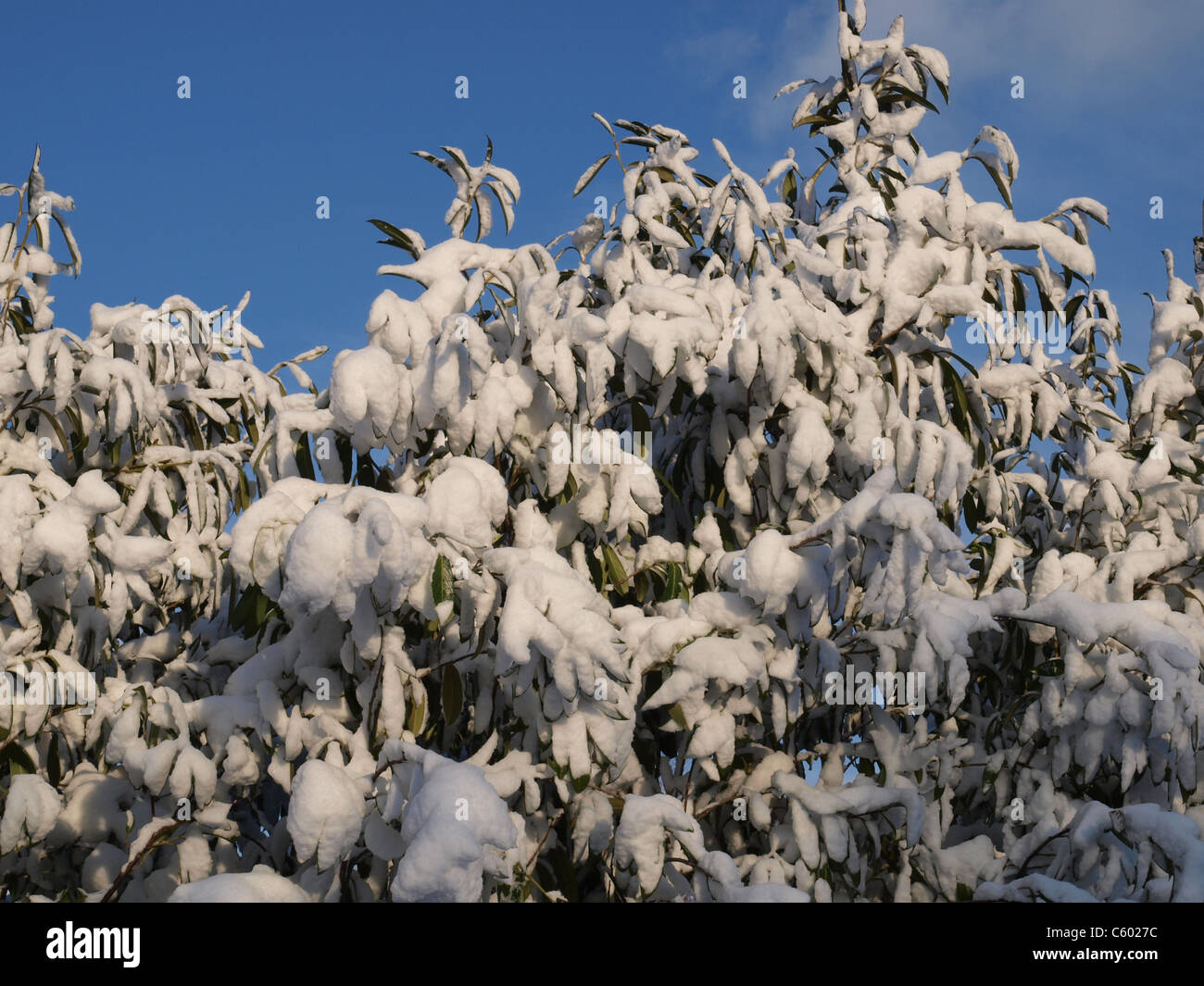 Sagging trees hi-res stock photography and images - Alamy
