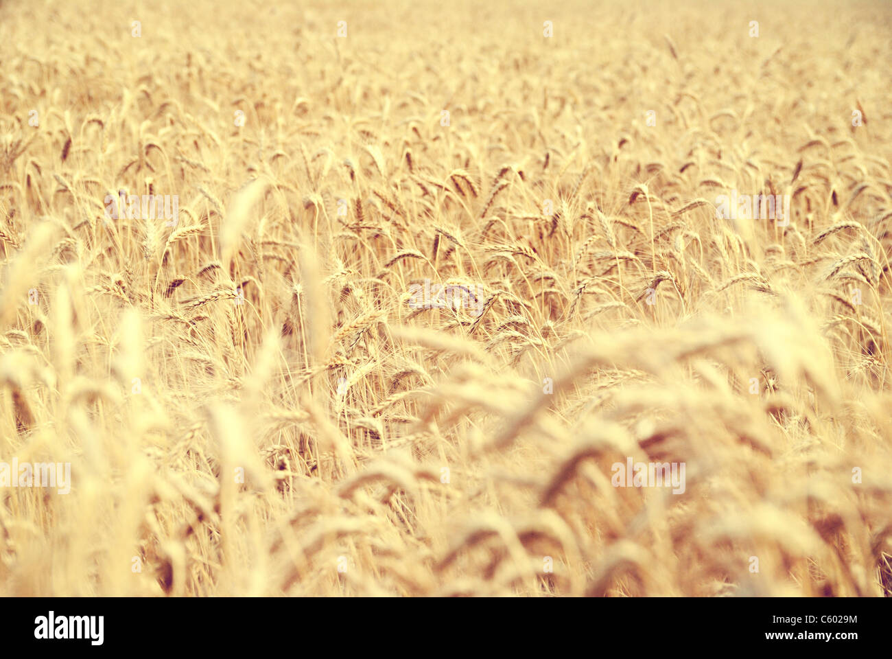 Rye field june hi-res stock photography and images - Alamy
