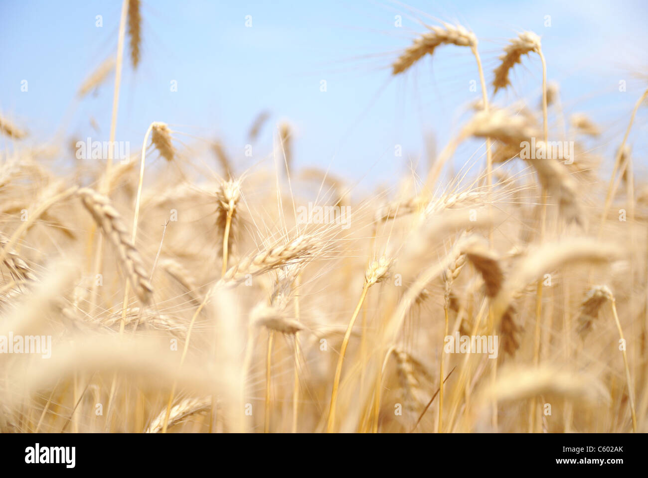 Ukraine wheat soil hi-res stock photography and images - Alamy