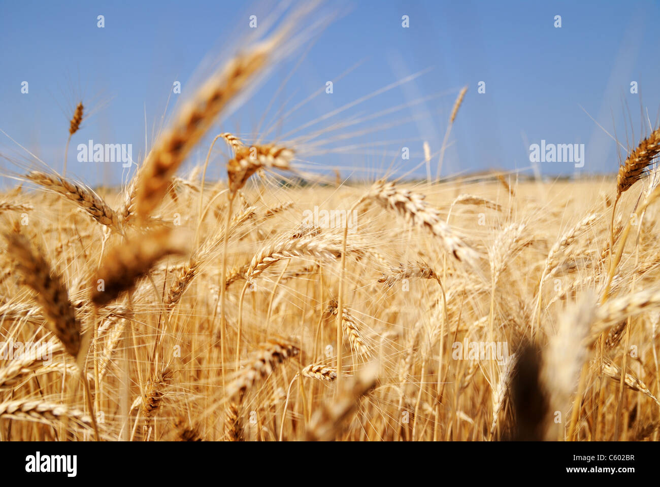 Ripe wheat field Stock Photo - Alamy